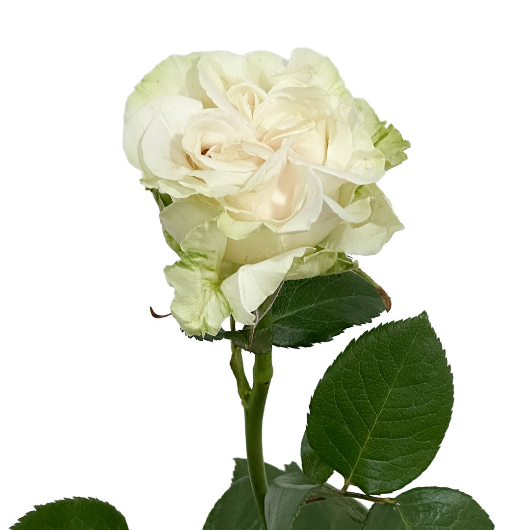 Cotton Xpression Garden Rose | Sami Sacha Flowers