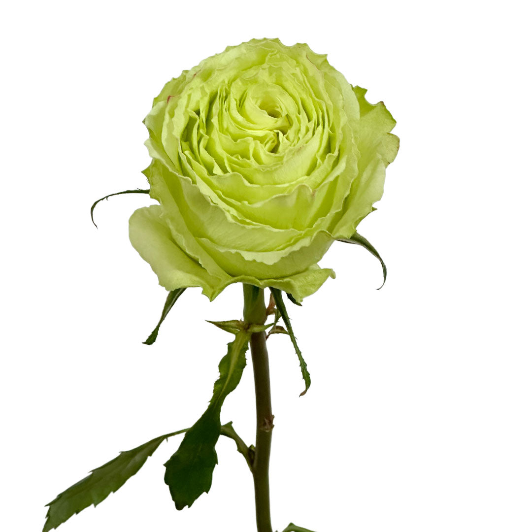 Lemonade Garden Rose | Sami Sacha Flowers