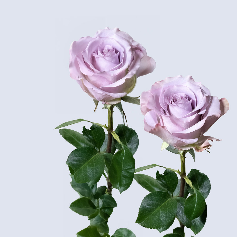 Star Platinum Rose | Sami Sacha Flowers