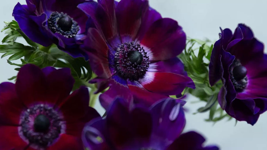 Flowers for doers | Sami Sacha Flowers