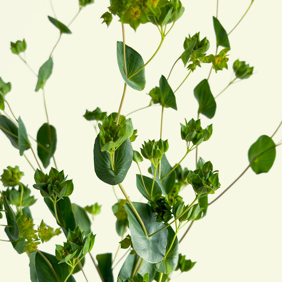 Bupleurum | Sami Sacha Flowers
