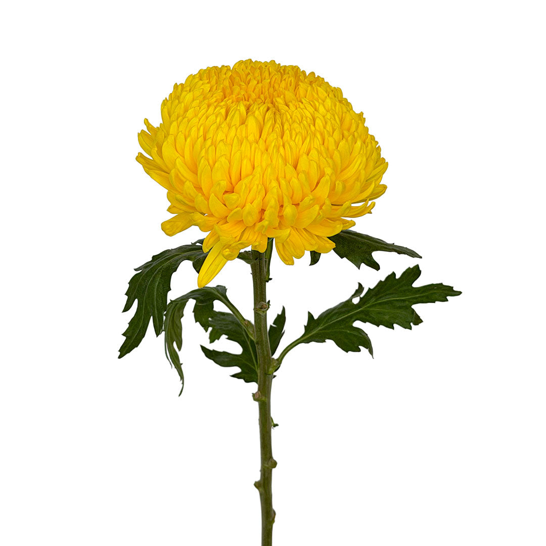 Cremon Astroid | Sami Sacha Flowers