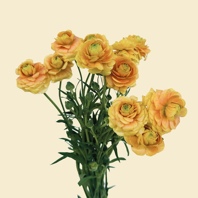 Ranunculus Butterfly Moderna Miele | Sami Sacha Flowers