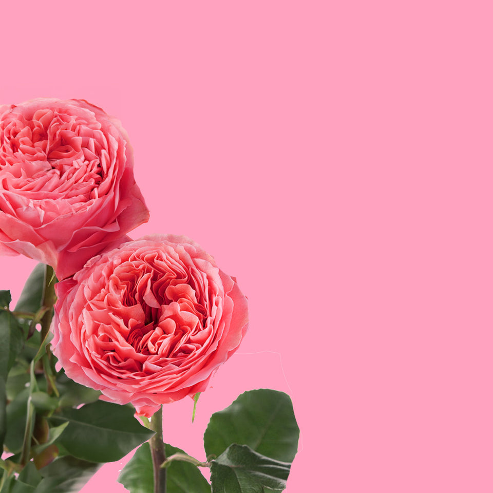 Candy Xpression Garden Rose | Sami Sacha Flowers