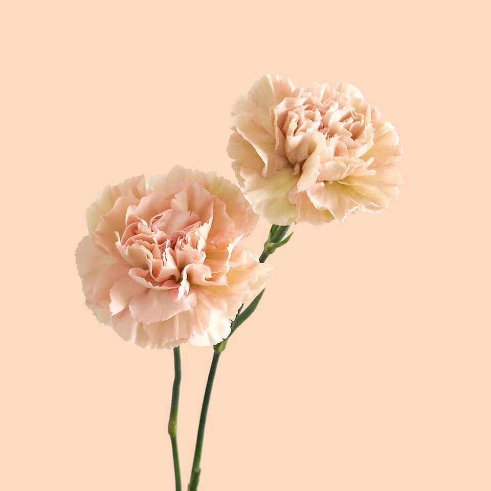 Carnation Creta Peach | Sami Sacha Flowers