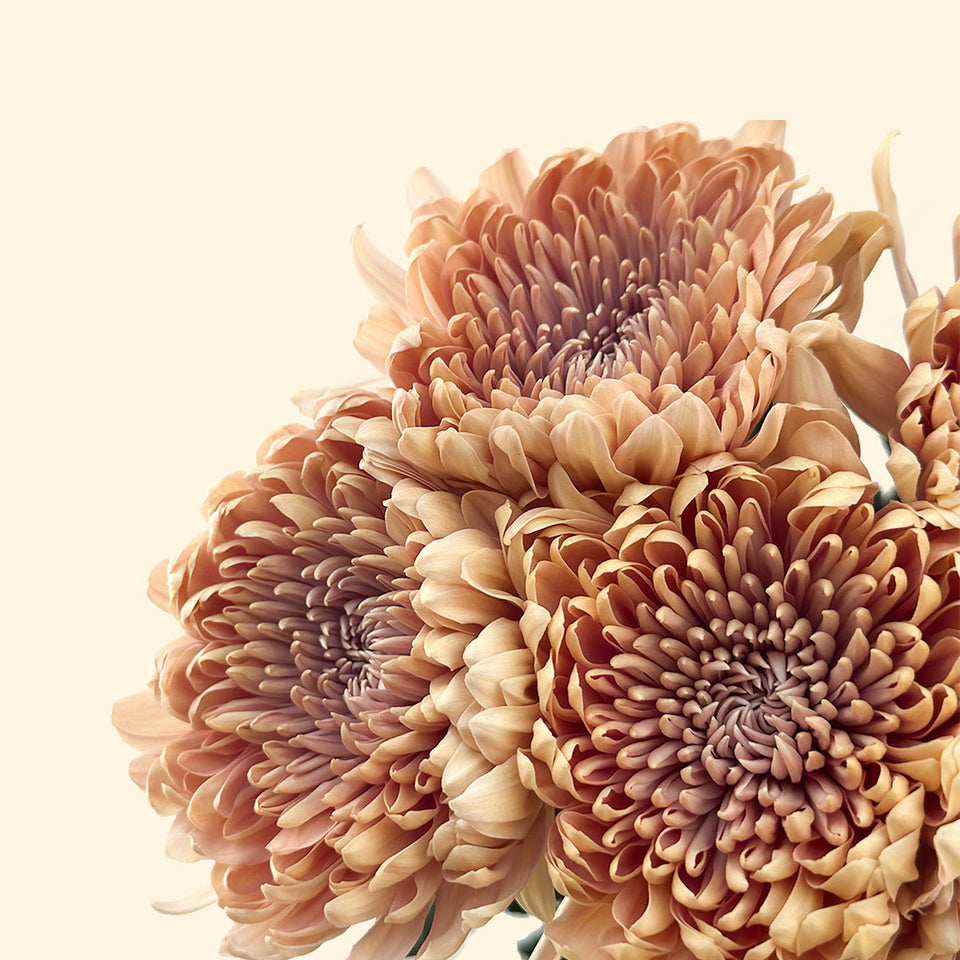 Linette Cremon | Sami Sacha Flowers