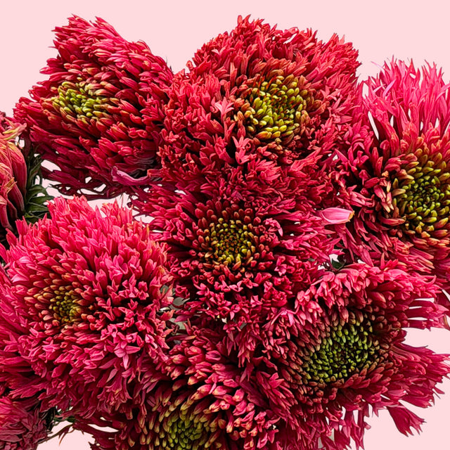 Echinacea Coral | Sami Sacha Flowers