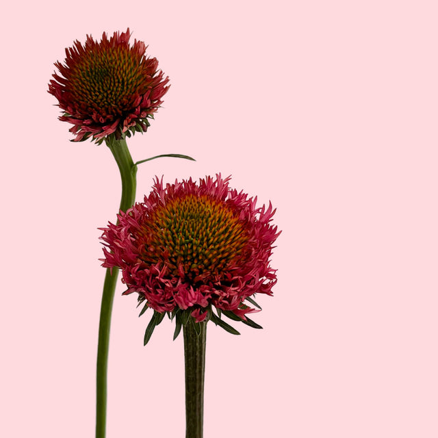 Echinacea Pod | Sami Sacha Flowers