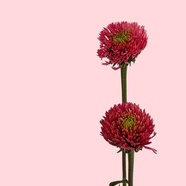 Echinacea Coral | Sami Sacha Flowers