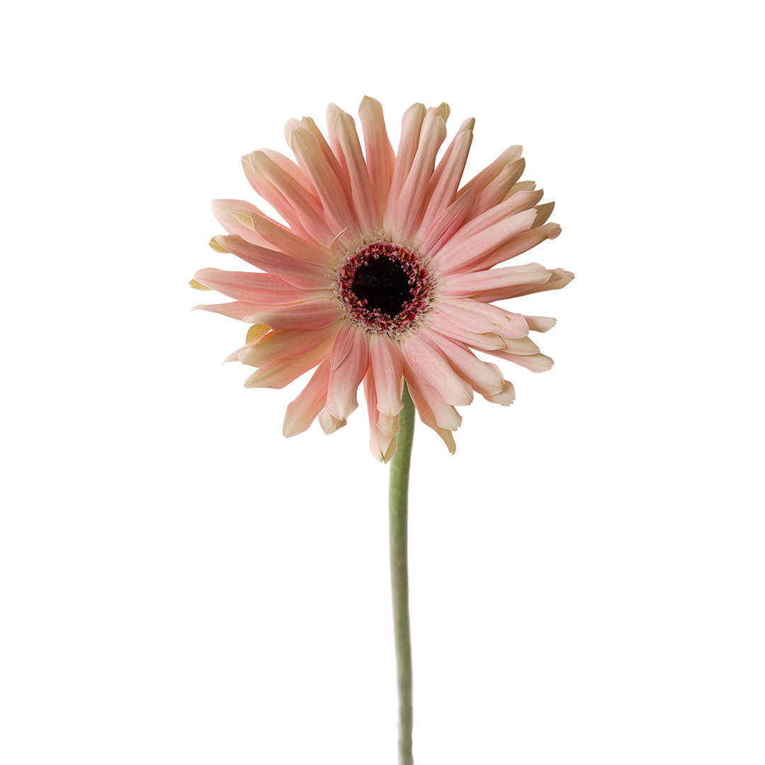 Mini Gerbera Pastini Pesaro | Sami Sacha Flowers