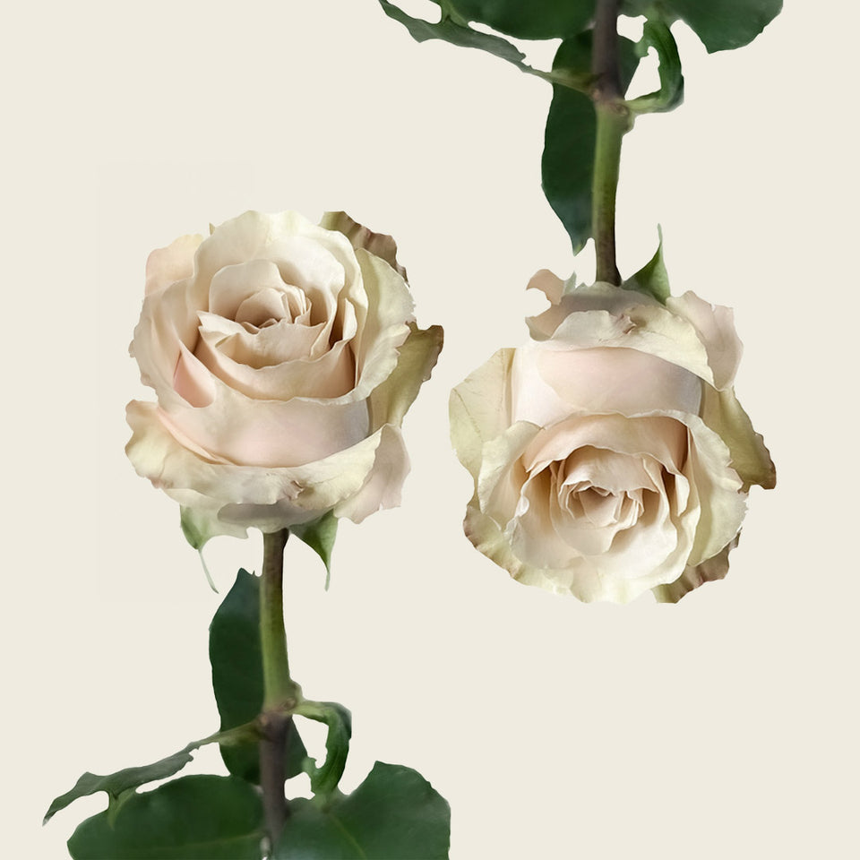 Quicksand Rose | Sami Sacha Flowers