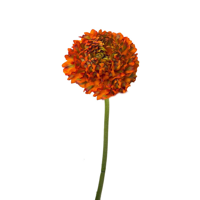 Pon Pon Garfield Ranunculus | Sami Sacha Flowers