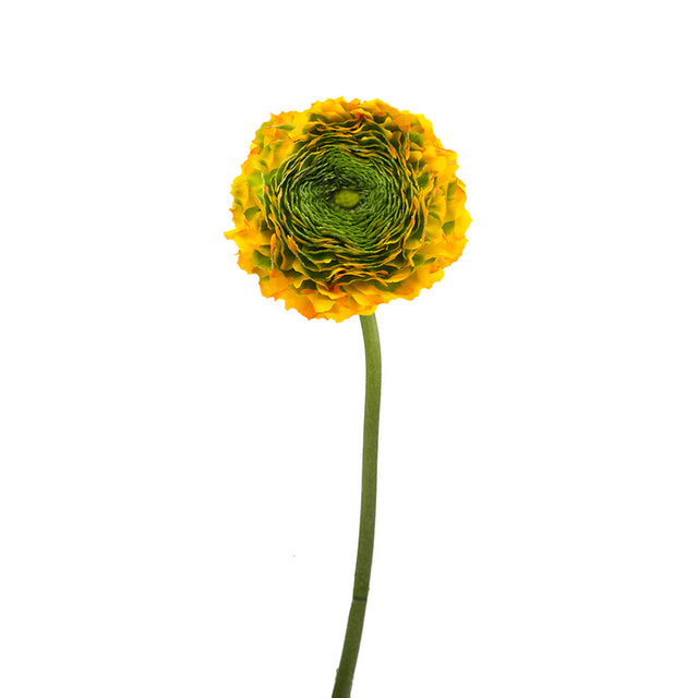Pon Pon Merlino Ranunculus | Sami Sacha Flowers