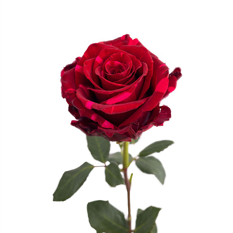 Red Panther Rose | Sami Sacha Flowers