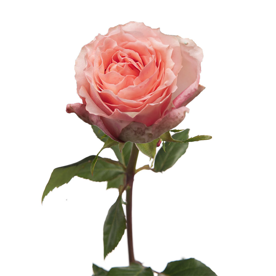 Baru Rose | Sami Sacha Flowers