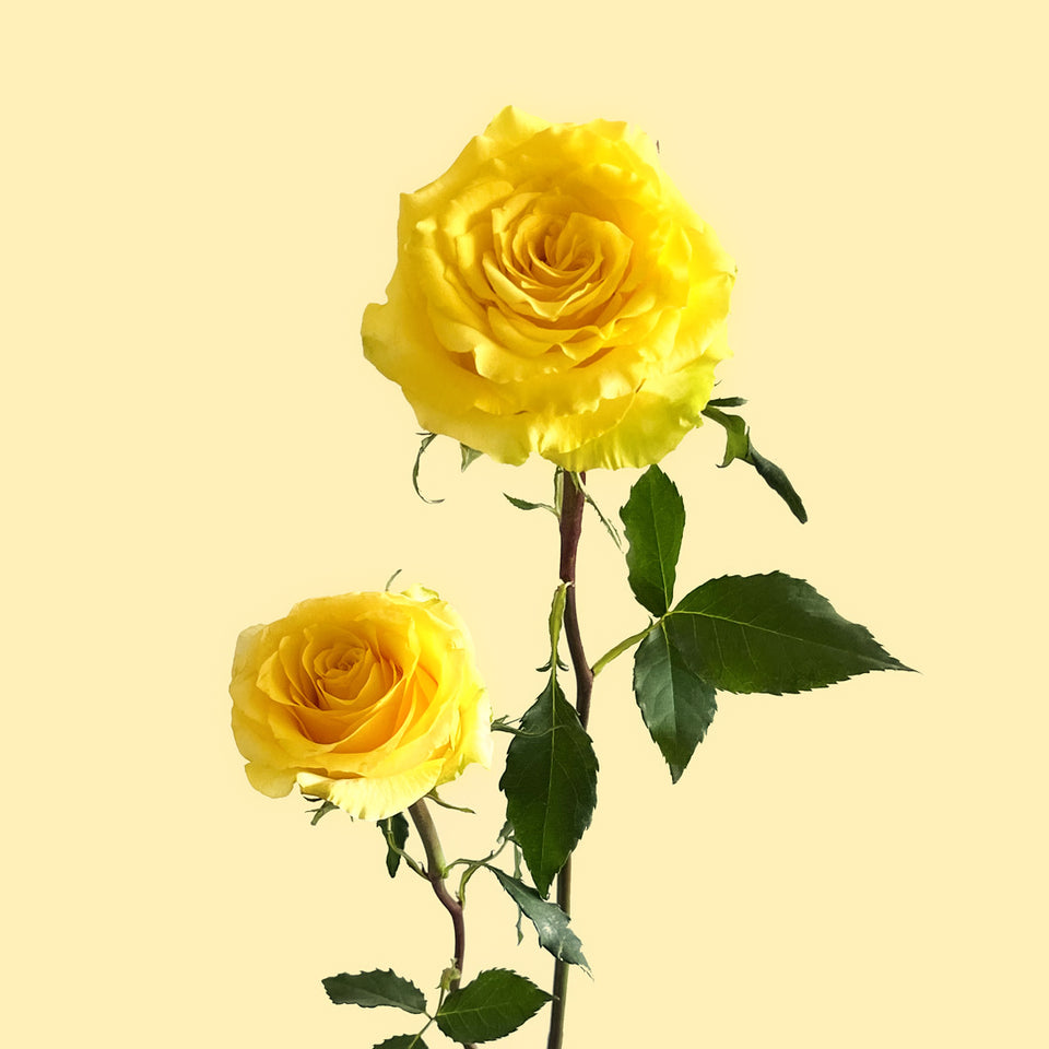 Cubana Rose | Sami Sacha Flowers
