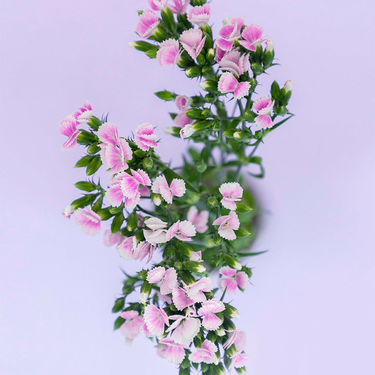 Solomio | Sami Sacha Flowers