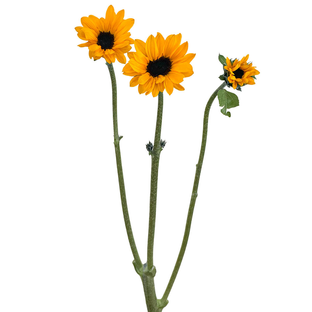 Spray Sunflower | Sami Sacha Flowers