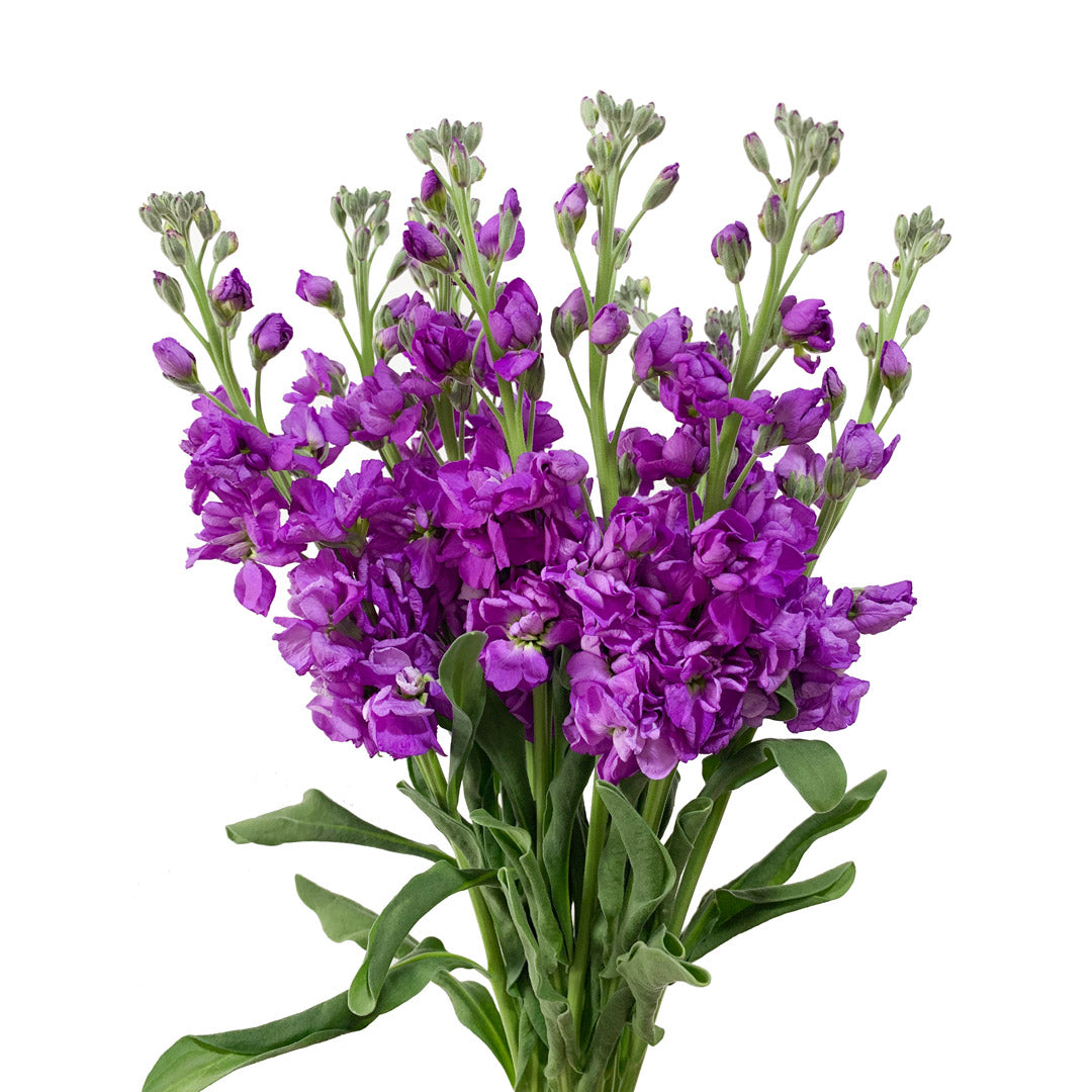 Stock Purple | Sami Sacha Flowers