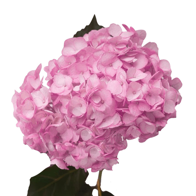 Lavender Hydrangea | Sami Sacha Flowers