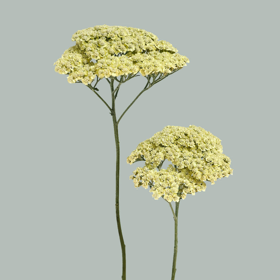 Yarrow Cottage Achillea | Sami Sacha Flowers